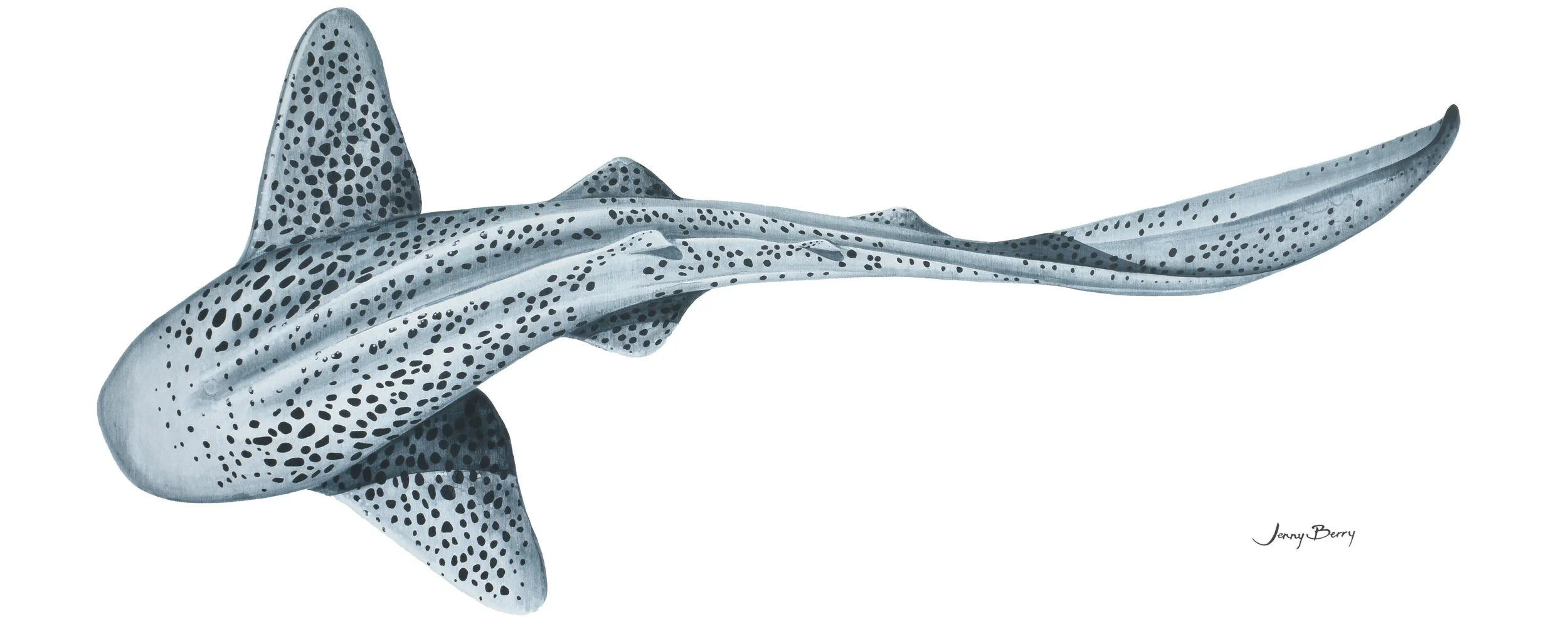 Jenny Berry Marine Life Artist