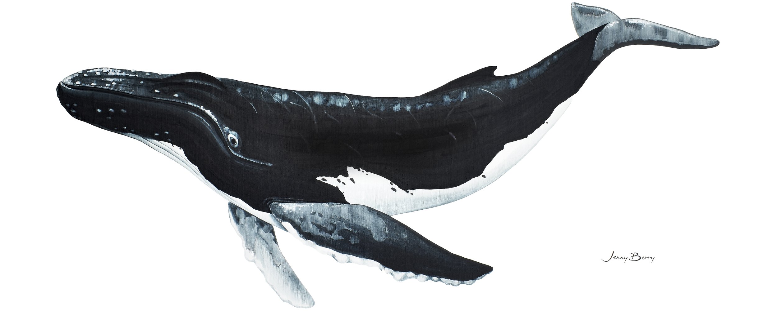 Jenny Berry Marine Life Artist