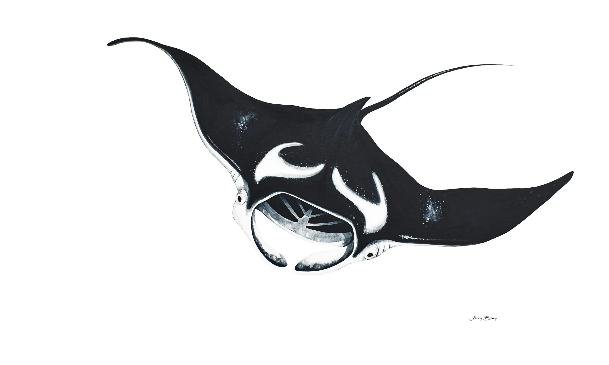Jenny Berry Marine Life Artist