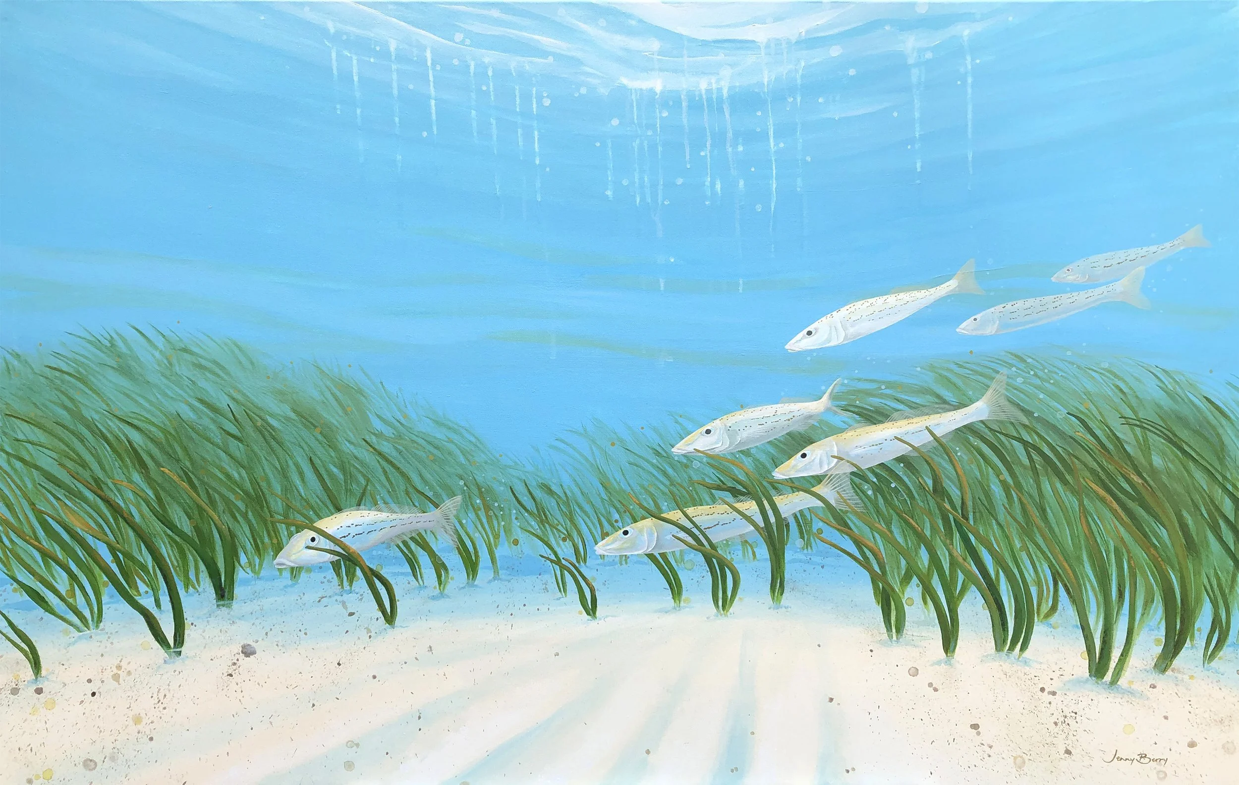 Jenny Berry Marine Life Artist