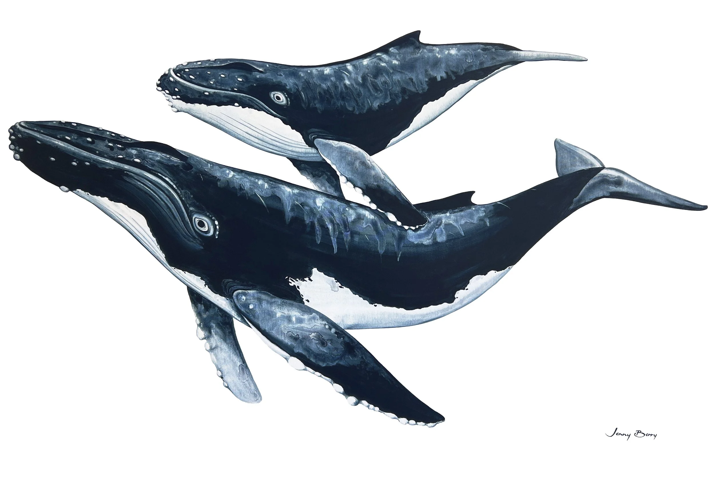 Jenny Berry Marine Life Artist