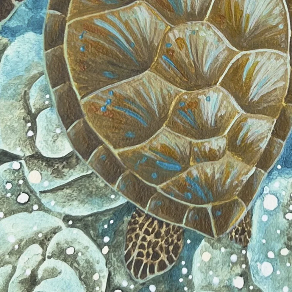 Crystal Seas - Green Turtle — Jenny Berry Marine Life Artist