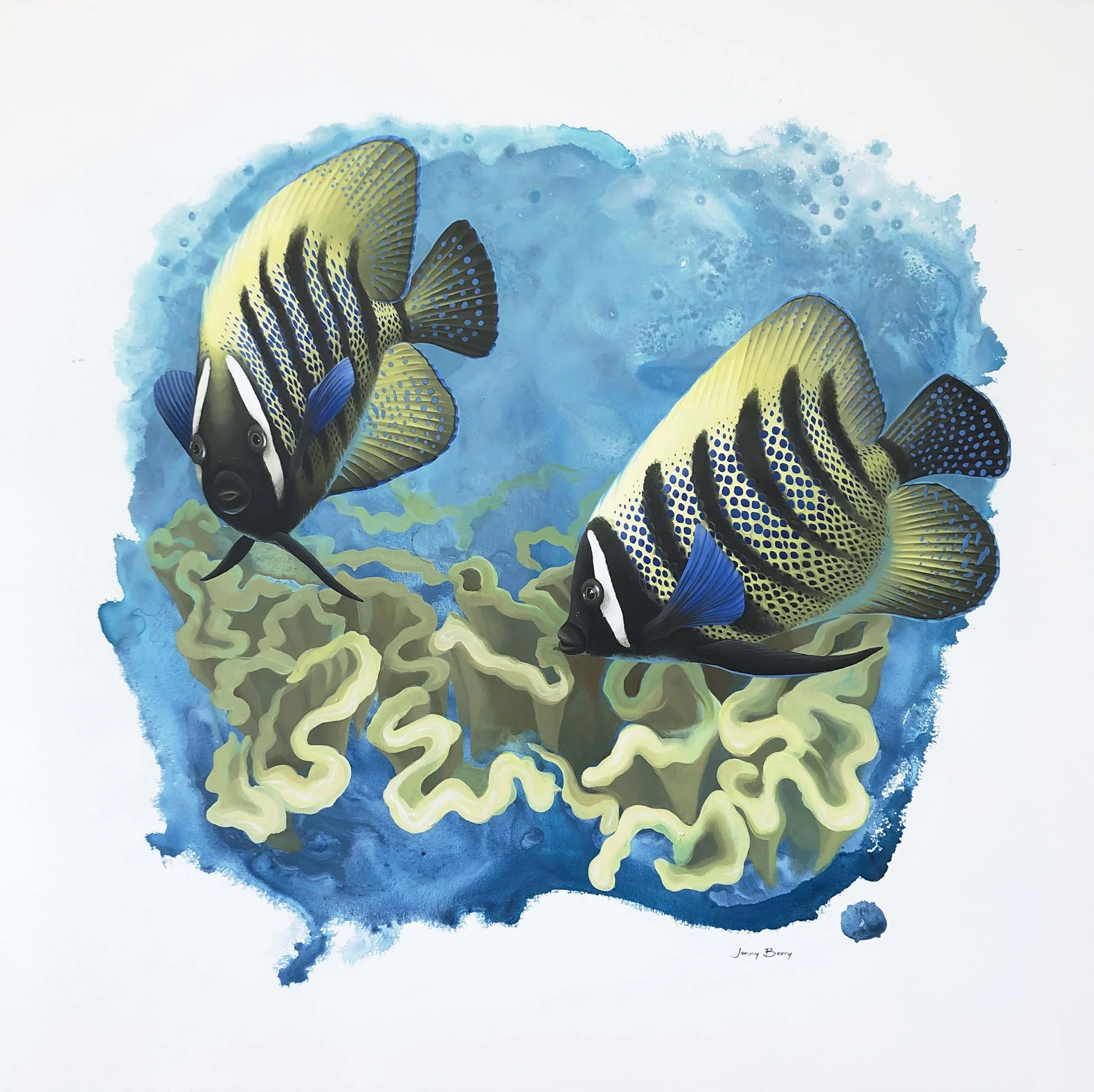 Gallery — Jenny Berry Marine Life Artist