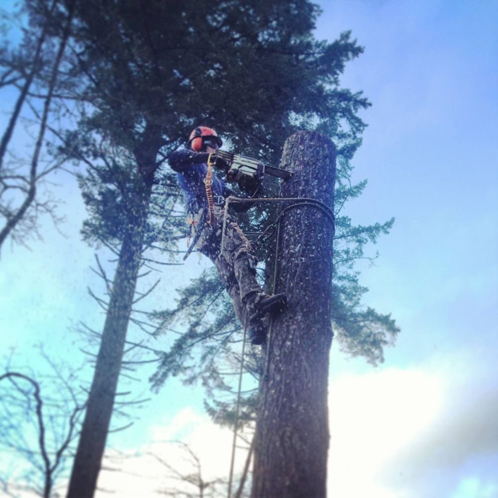 Mossy Tree Care - Best Tree Care in Portland