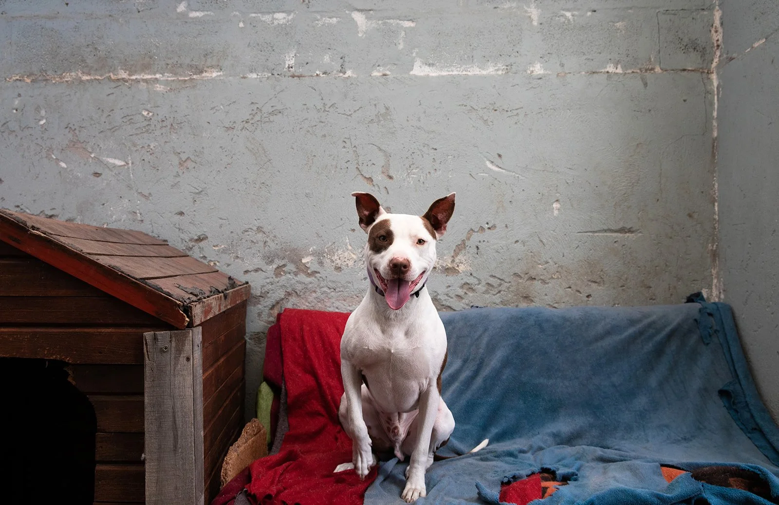 Lisa Burnell - Finding Shelter | Portraits of Pitbulls