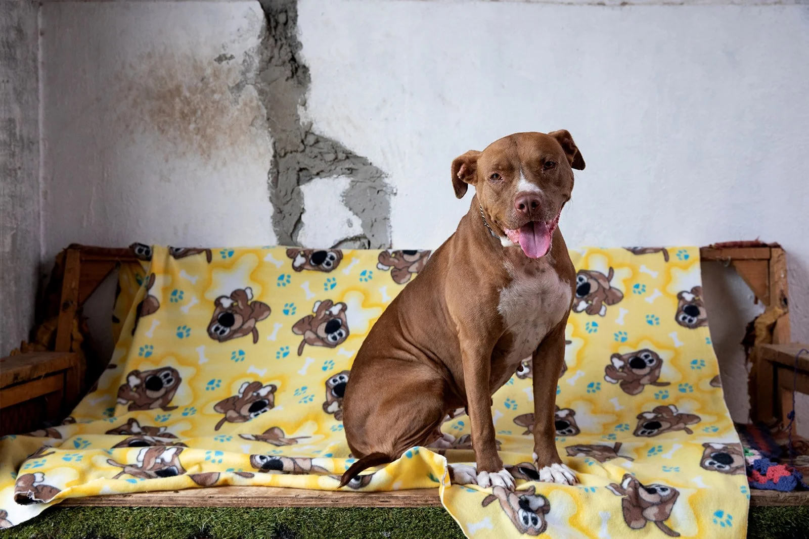 Lisa Burnell - Finding Shelter | Portraits of Pitbulls