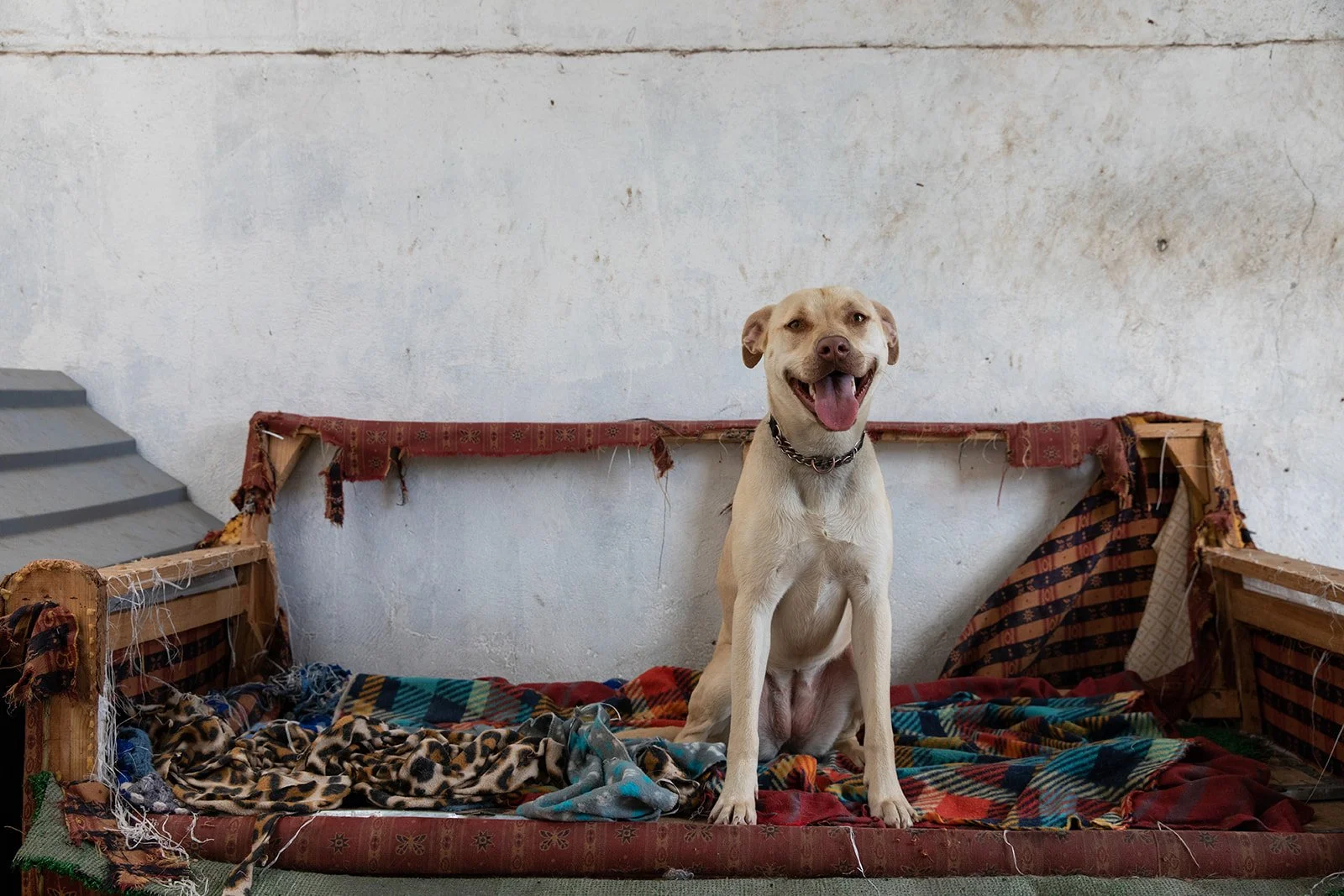 Lisa Burnell - Finding Shelter | Portraits of Pitbulls
