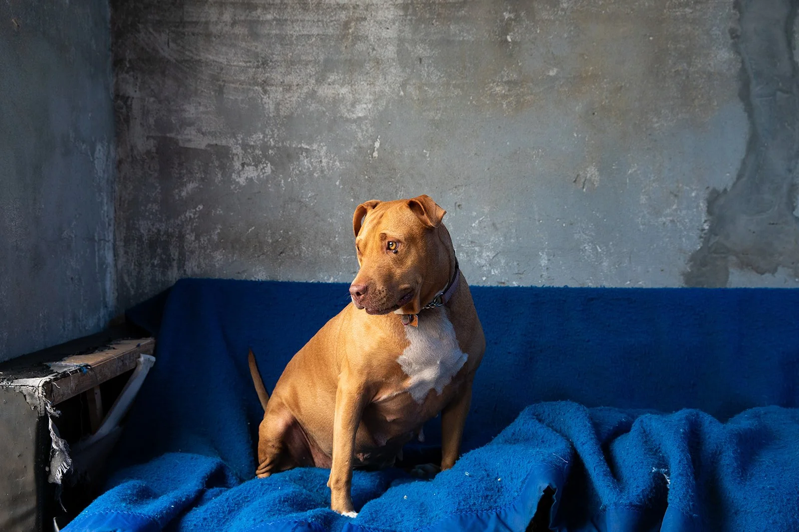Lisa Burnell - Finding Shelter | Portraits of Pitbulls