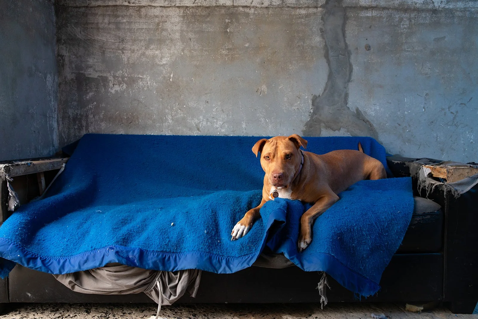 Lisa Burnell - Finding Shelter | Portraits of Pitbulls