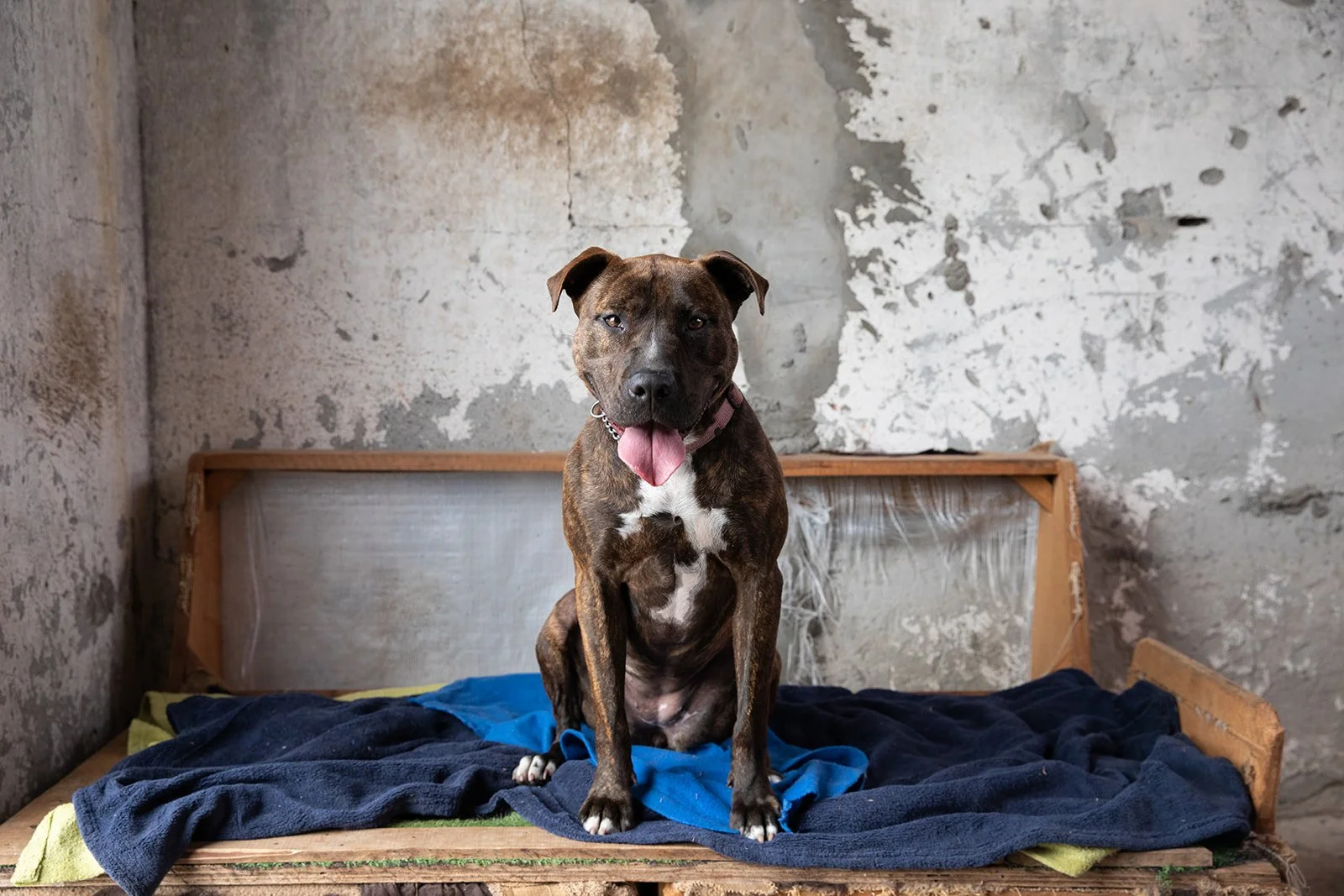 Lisa Burnell - Finding Shelter | Portraits of Pitbulls