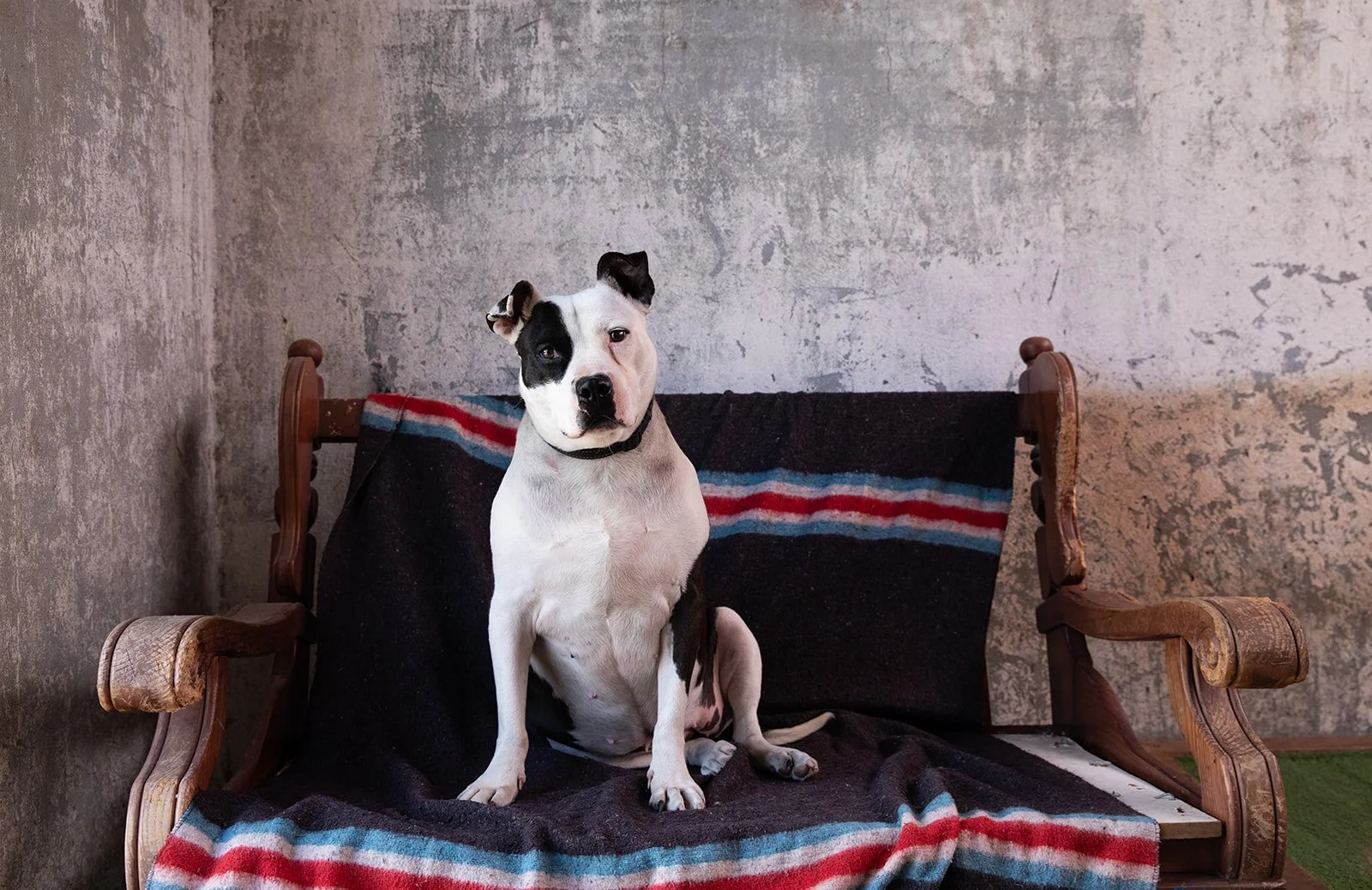 Lisa Burnell - Finding Shelter | Portraits of Pitbulls