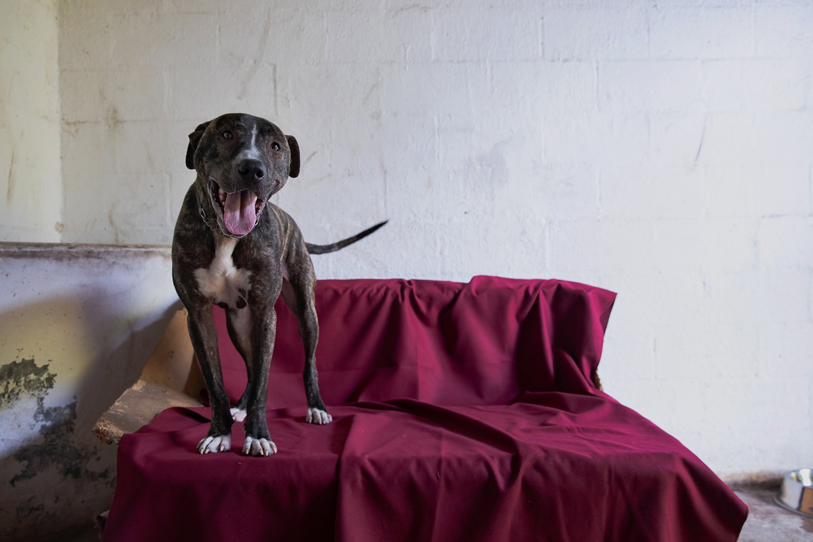 Lisa Burnell - Finding Shelter | Portraits of Pitbulls