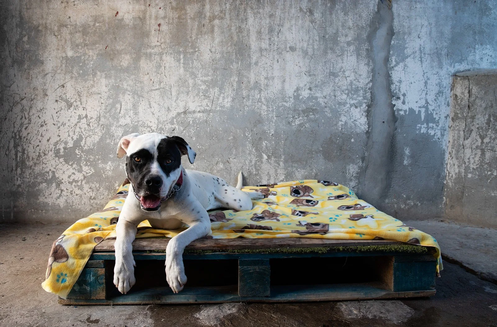 Lisa Burnell - Finding Shelter | Portraits of Pitbulls