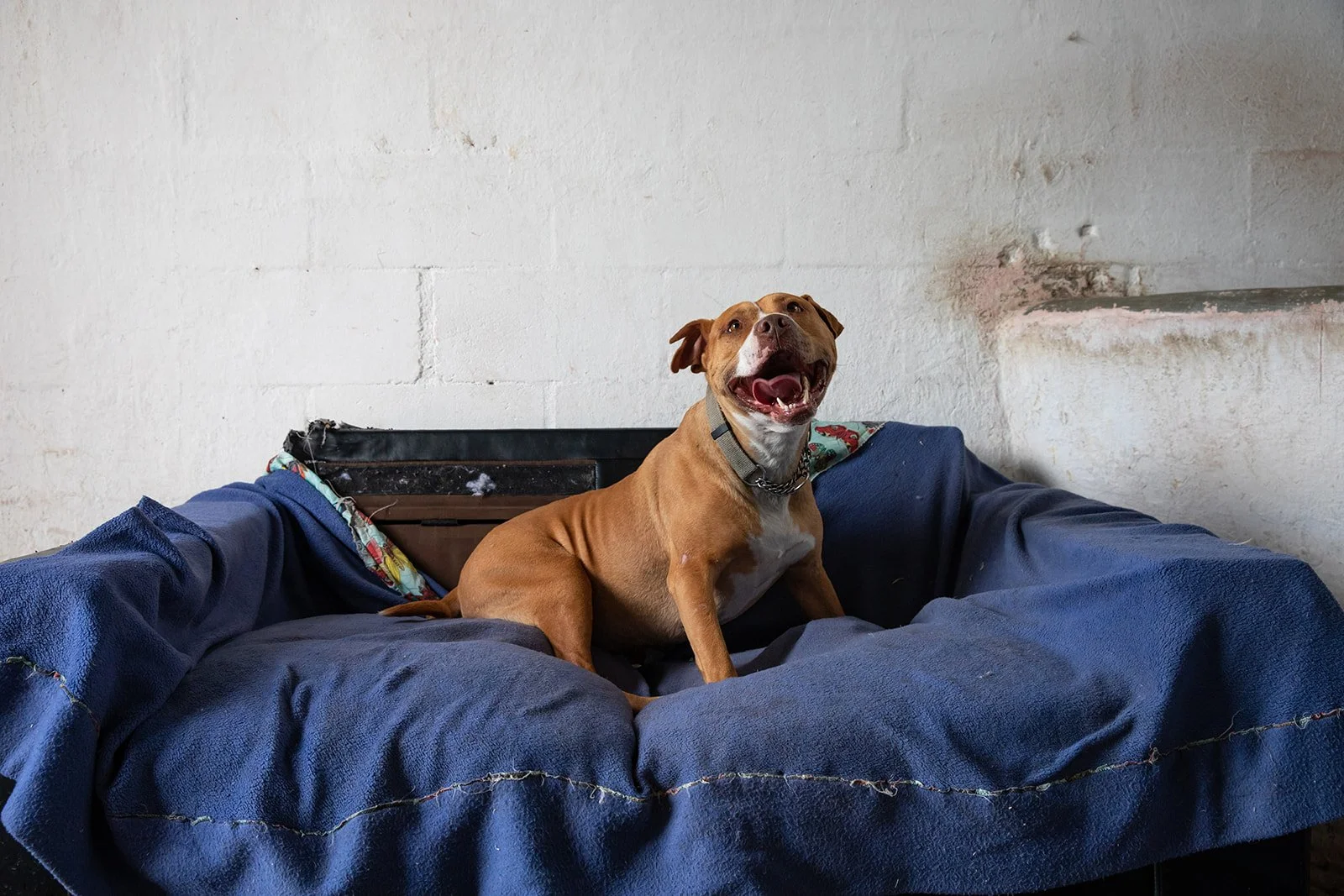 Lisa Burnell - Finding Shelter | Portraits of Pitbulls