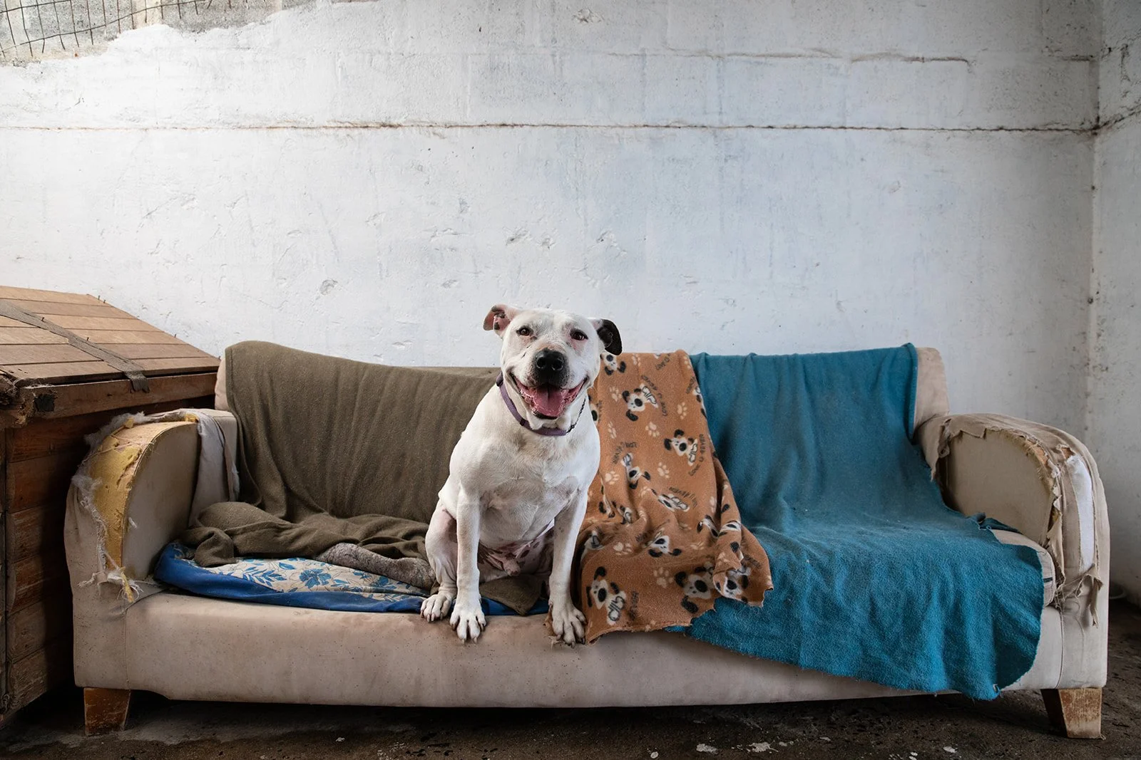 Lisa Burnell - Finding Shelter | Portraits of Pitbulls