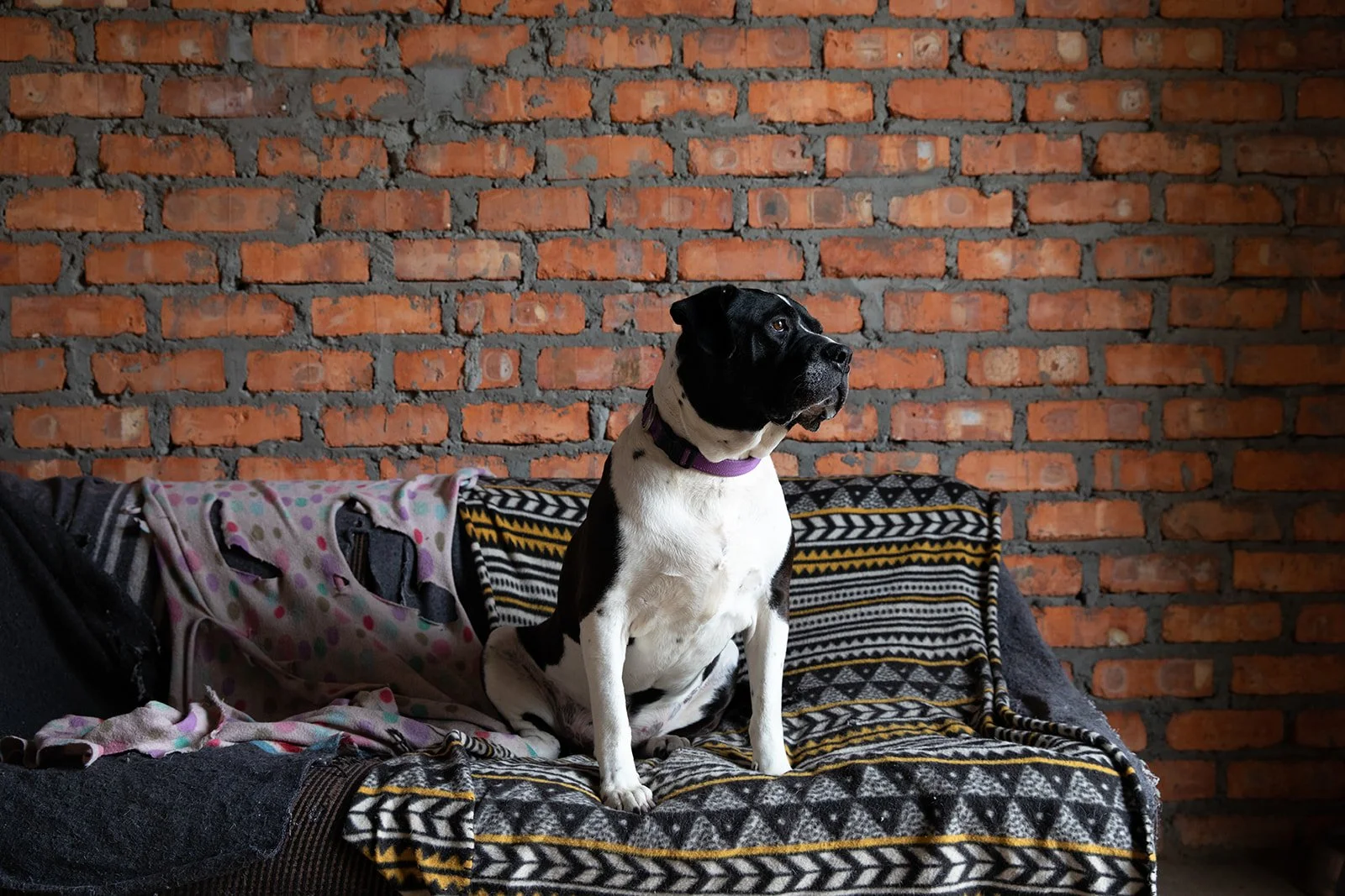 Lisa Burnell - Finding Shelter | Portraits of Pitbulls