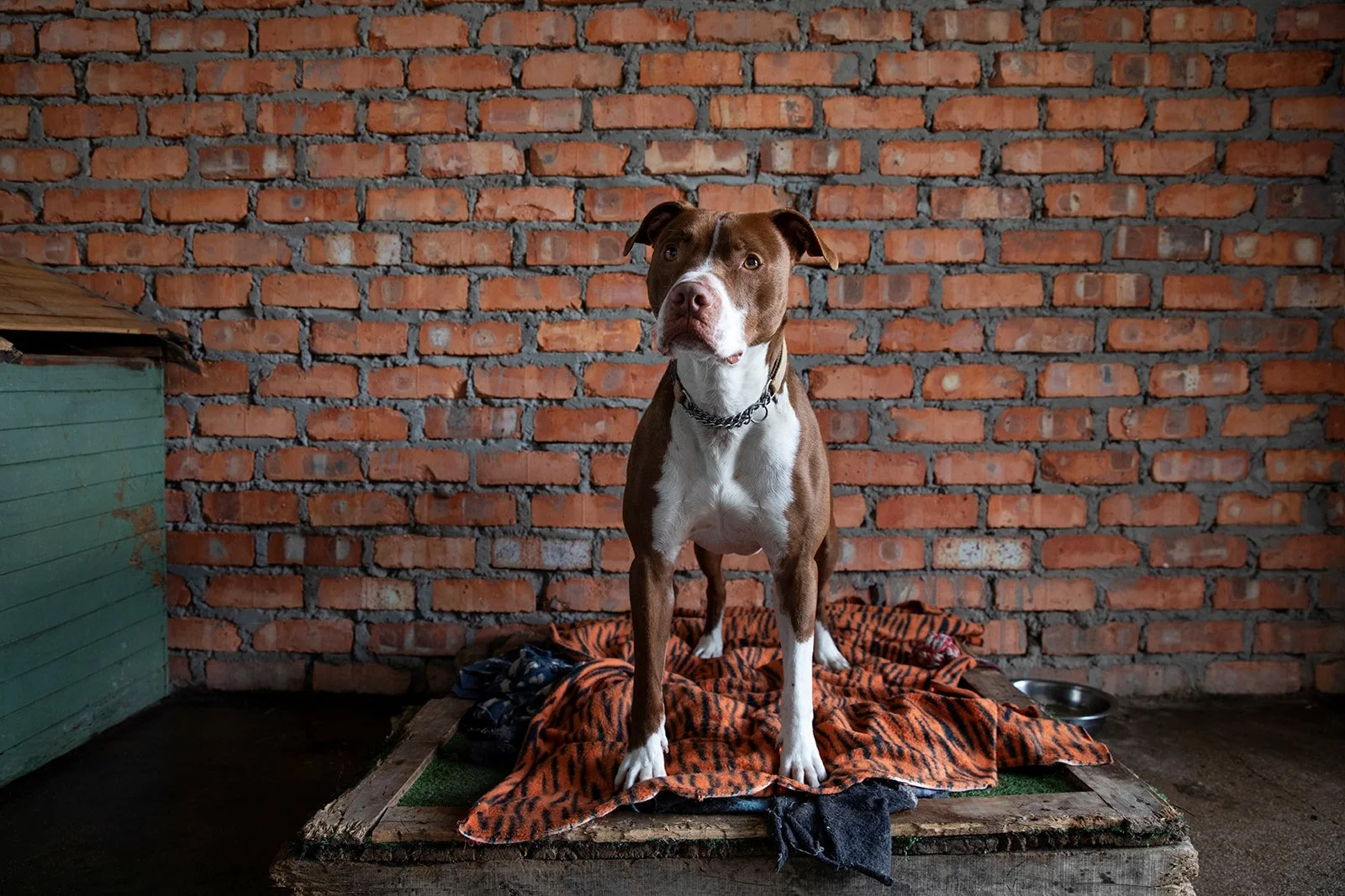 Lisa Burnell - Finding Shelter | Portraits of Pitbulls