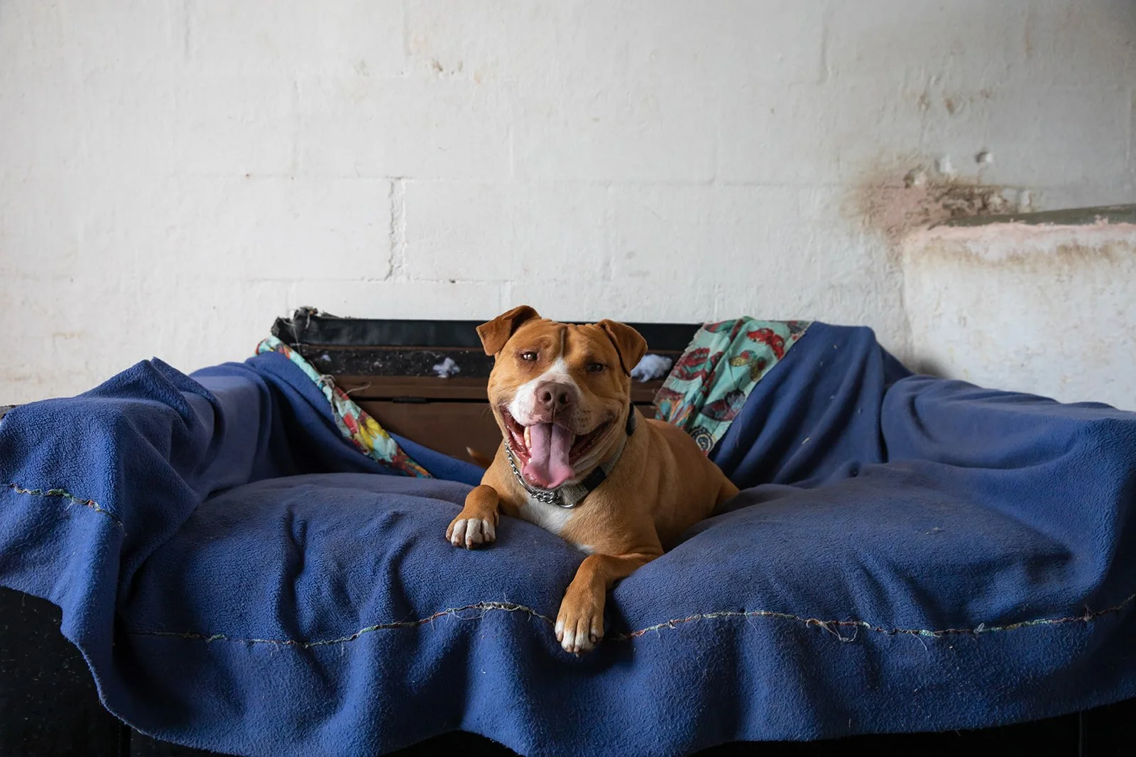 Lisa Burnell - Finding Shelter | Portraits of Pitbulls