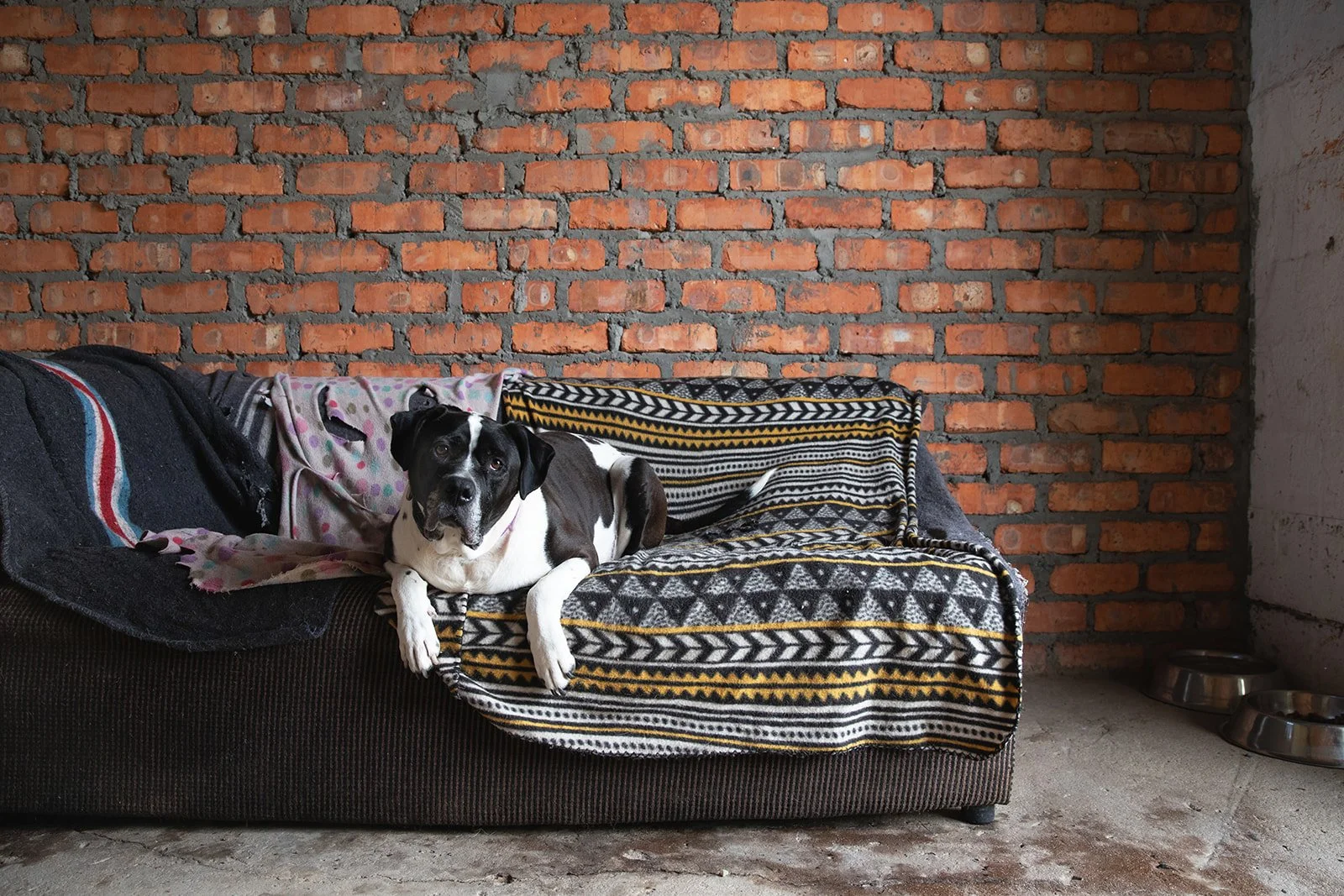 Lisa Burnell - Finding Shelter | Portraits of Pitbulls