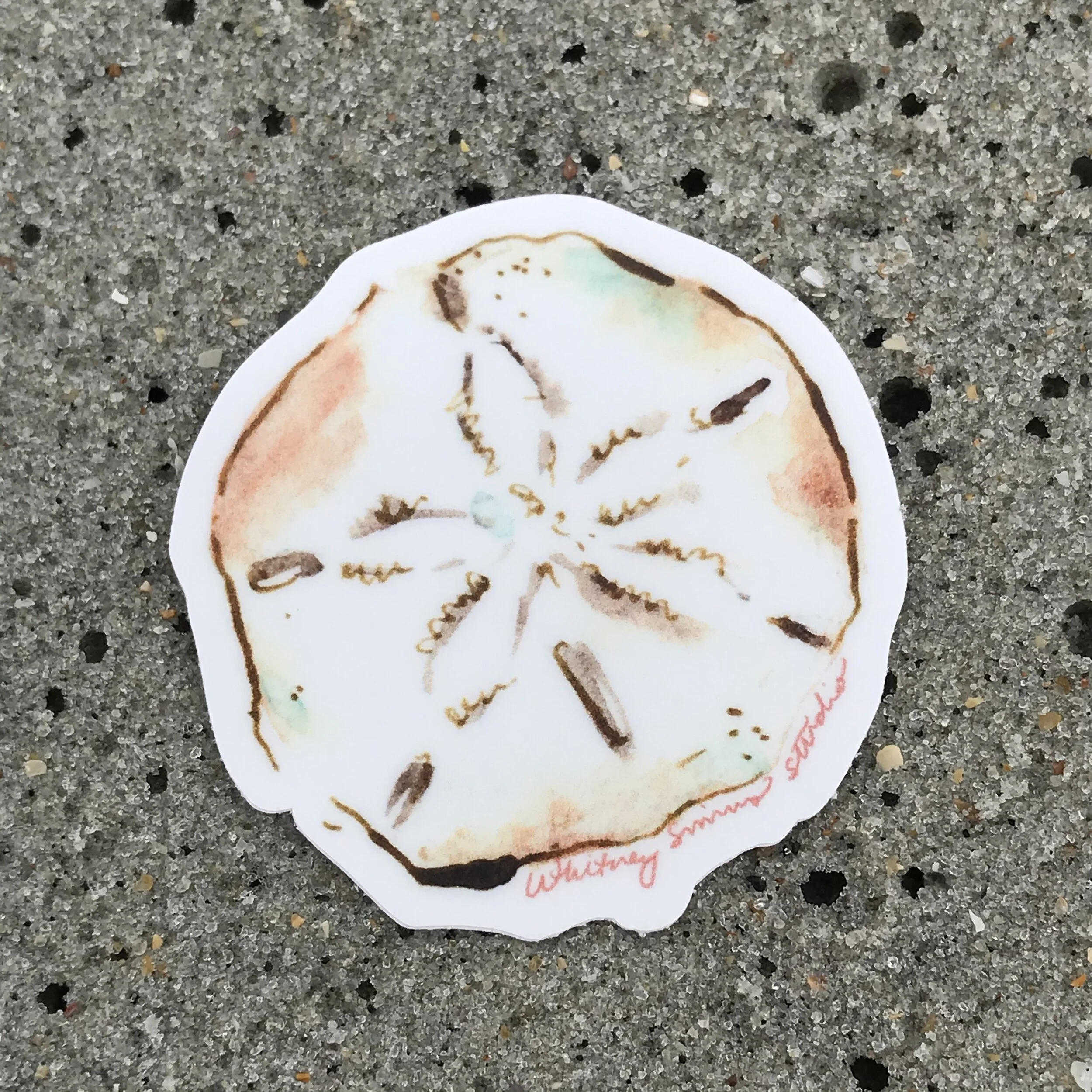 Sand dollar 3” — Whitney Simms Studio