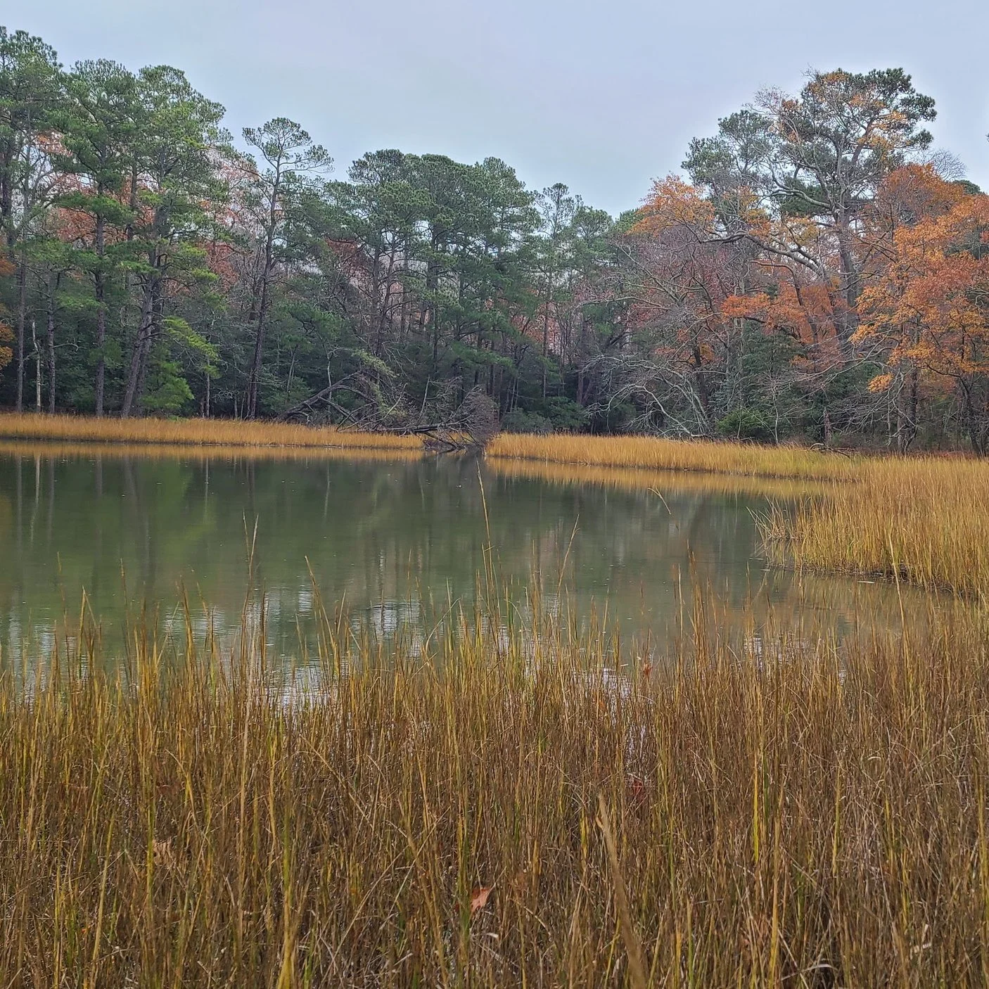 Elder Farm — Virginia Eastern Shore Land Trust