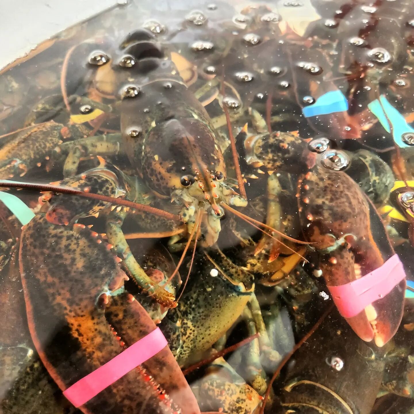 Jolie Rogers Raw Bar