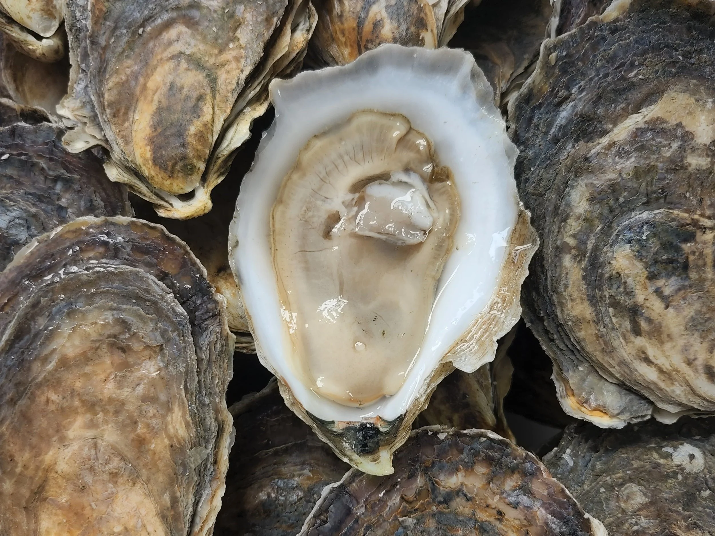 Jolie Rogers Raw Bar