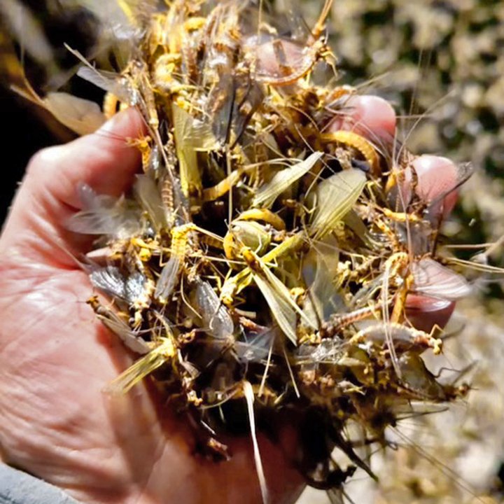 Fishing Report — Bowen Lodge | Minnesota Family Fishing Resort