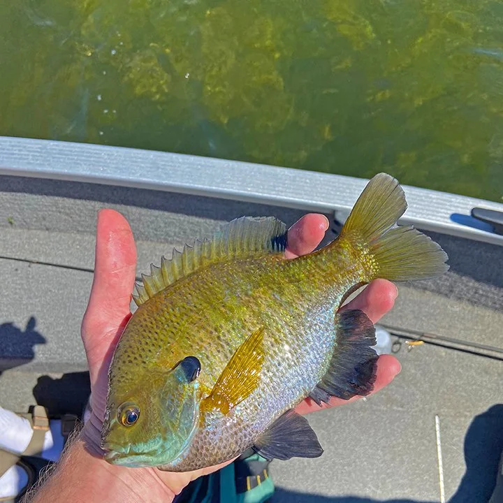 Lake Winnibigoshish Cutfoot Sioux 2025 Fishing Season Outlook — Bowen ...