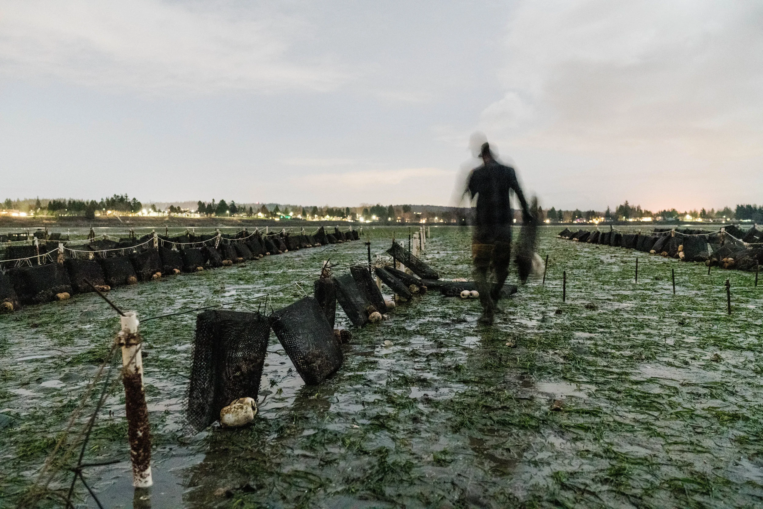 Drayton Harbor Oysters