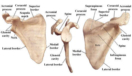Scapula Infraspinous Fossa