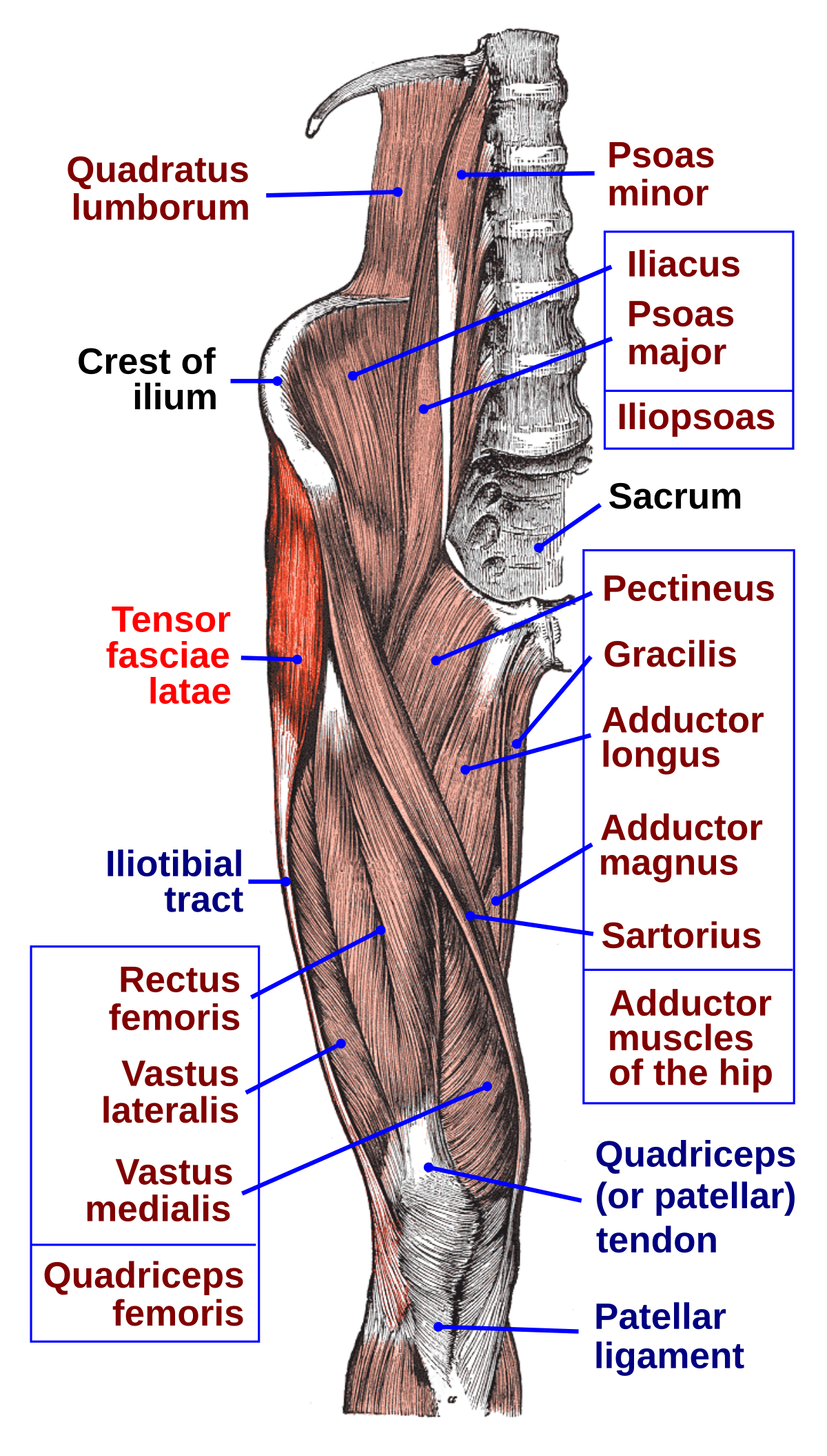 Hip Anatomy Sartorius SHOW UP FITNESS Personal Training Gym hip-anatomy-sartorius-show-up-fitness-personal-training-gym