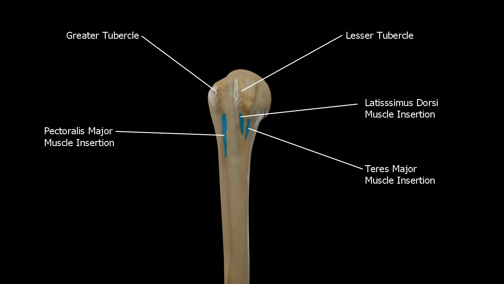 Humerus Muscle Attachments