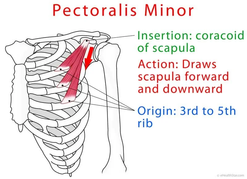 Pectoralis Major Origin And Insertion