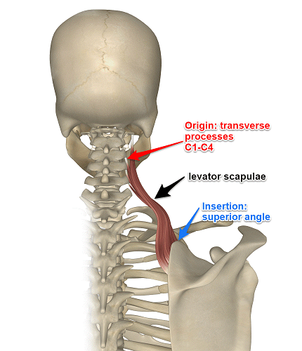 Scapular Region Of Spine