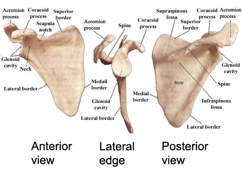 Scapula Anatomy