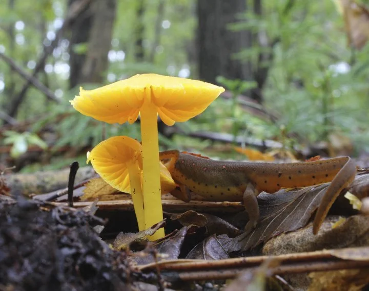 Bill Lutkus — Ten-2-One Artists