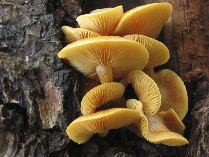 Bill Lutkus — Ten-2-One Artists