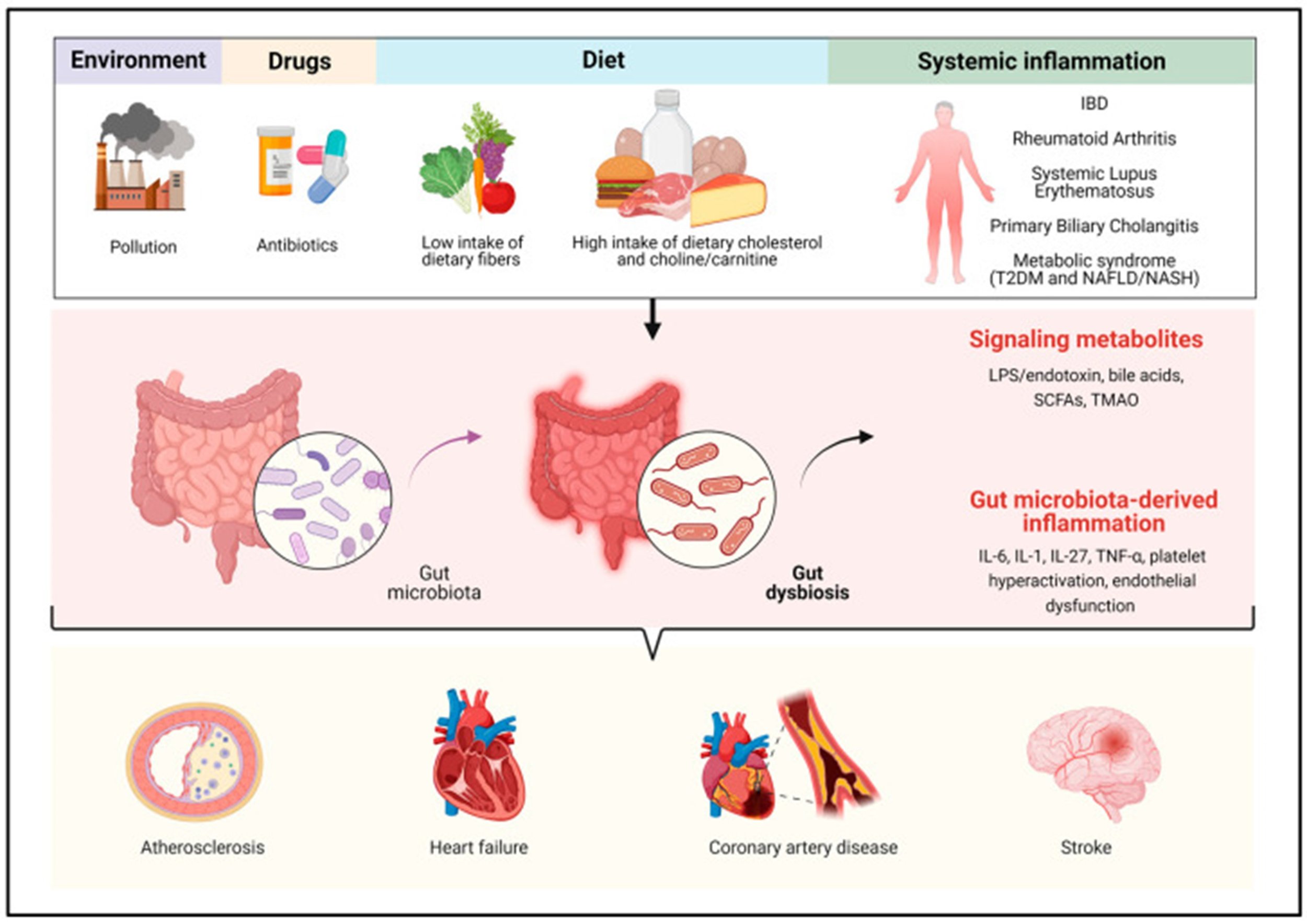 Gut Health, Immune System and the Brain — VitaLifeMD — VitaLifeMD