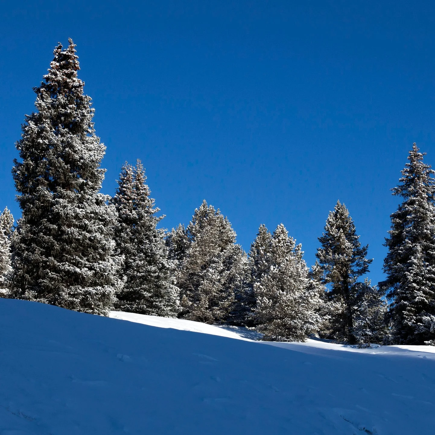 Publications — Niwot Ridge LTER