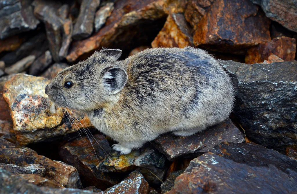 Research Overview — Niwot Ridge LTER