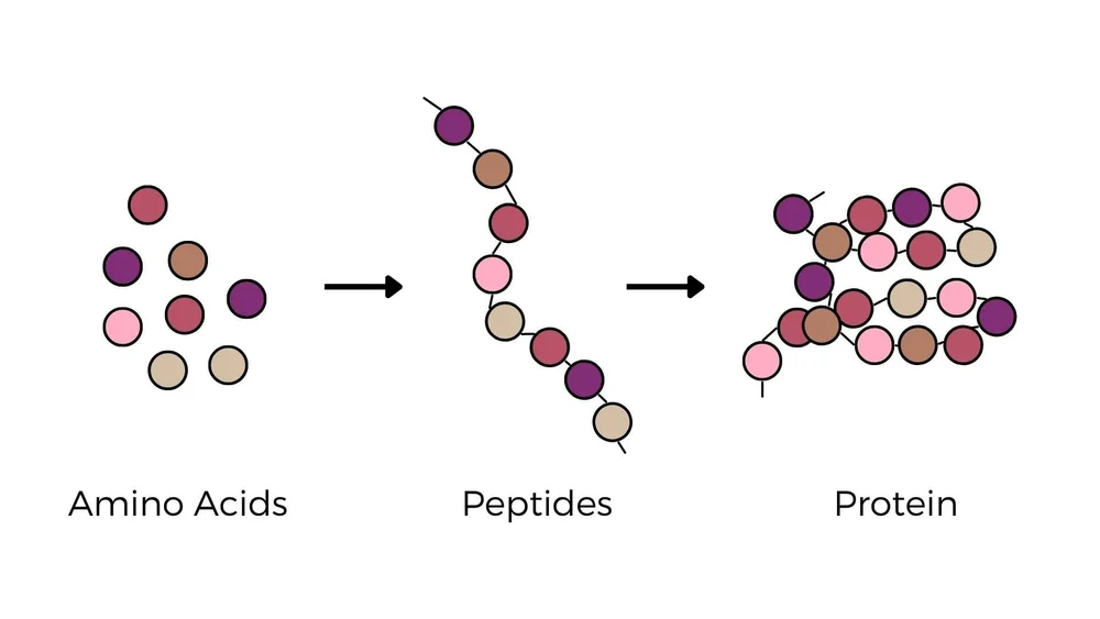 Discover the Wonder of Peptides and What They Can Do for Your Skin ...