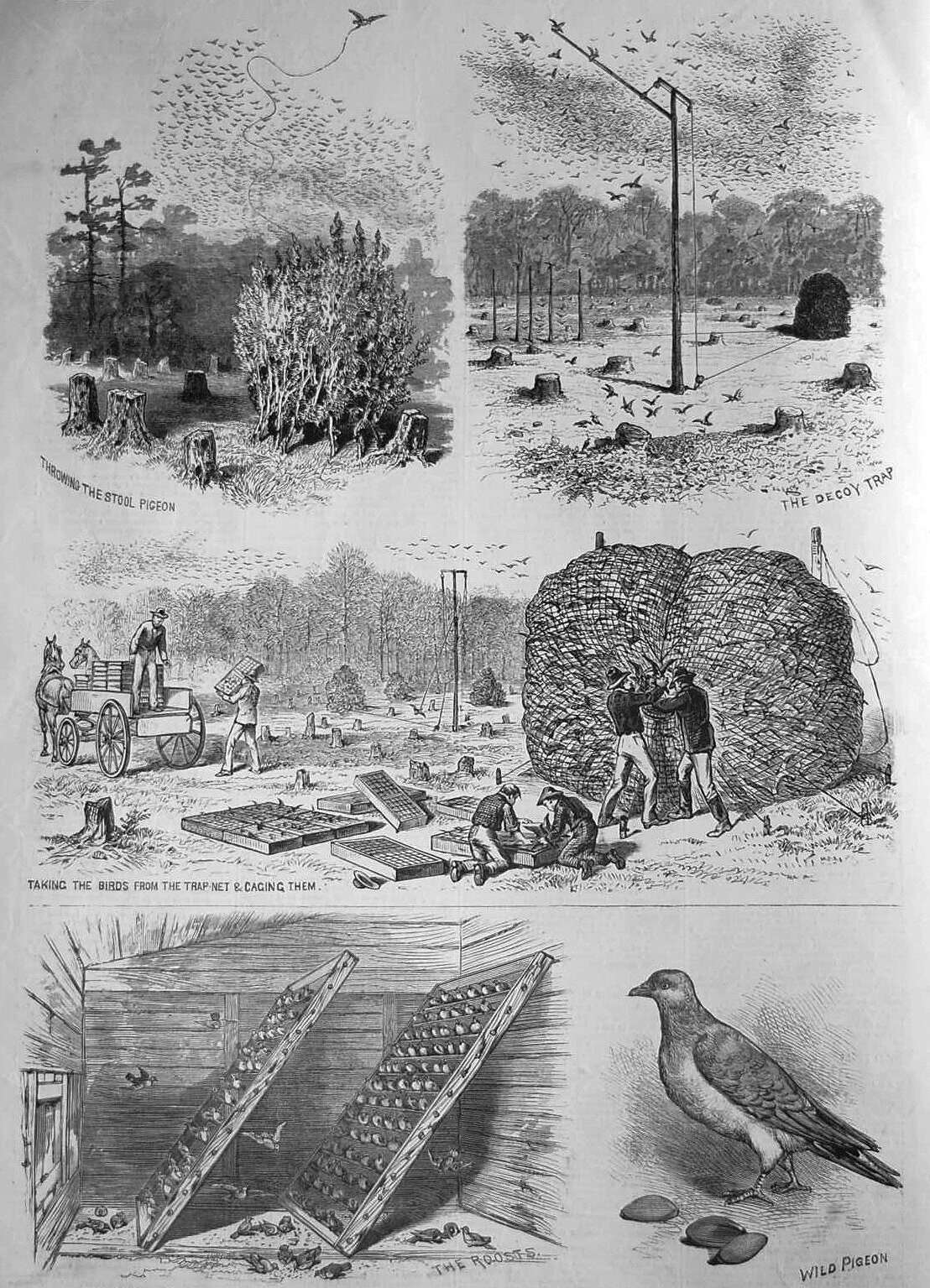 From billions to extinction — The Miller Times