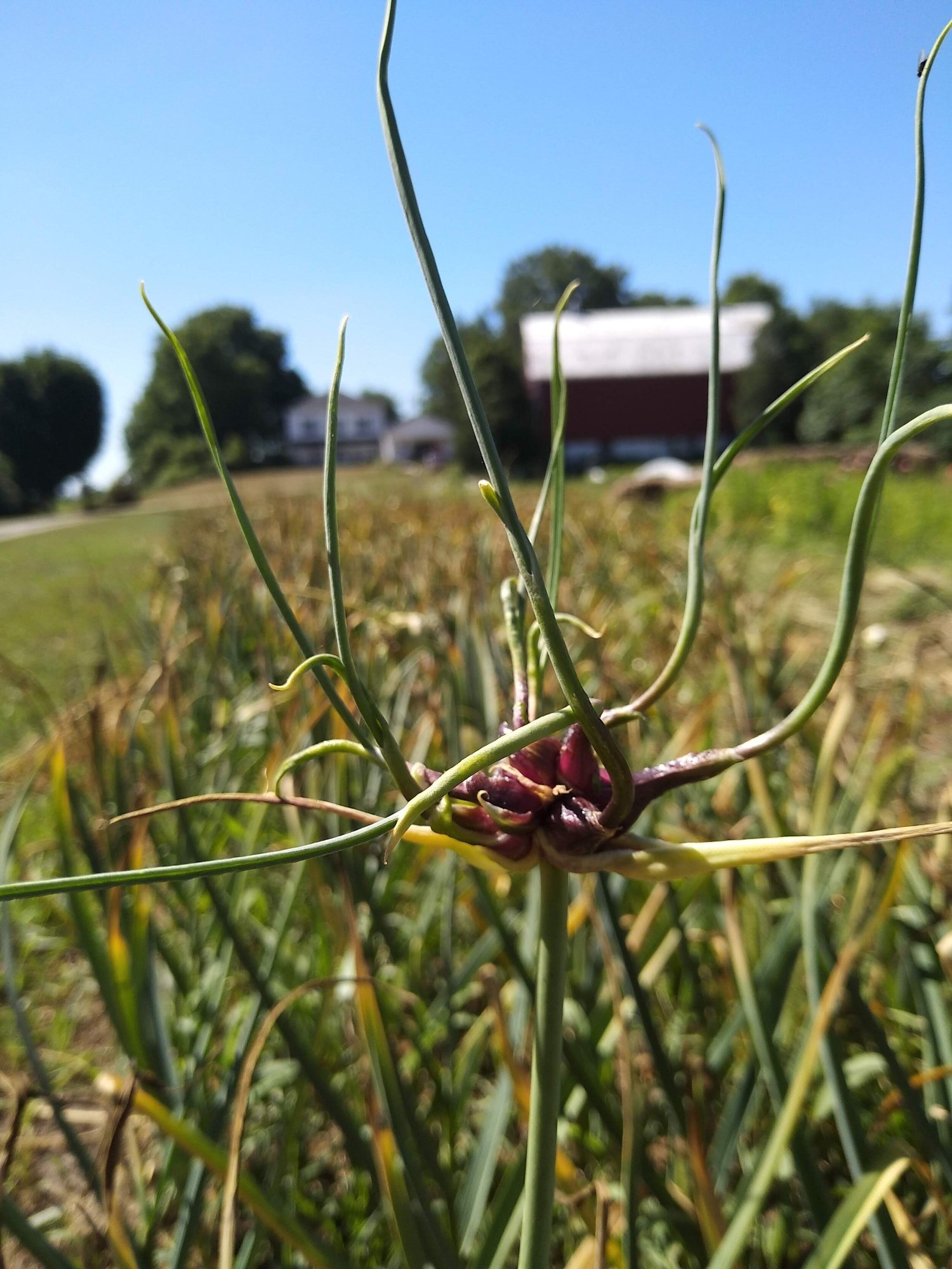 Butler Farm — How to Grow Garlic in Canada