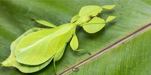 Discover the Wonder of Bugs, Butterflies, and Bees at Oakland Zoo ...