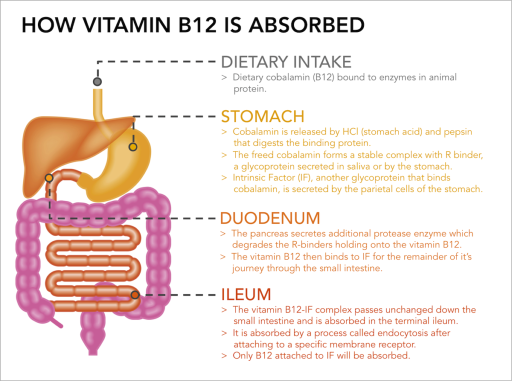 The role of the gut in Vitamin B12 and Iron deficiency (and what to do ...