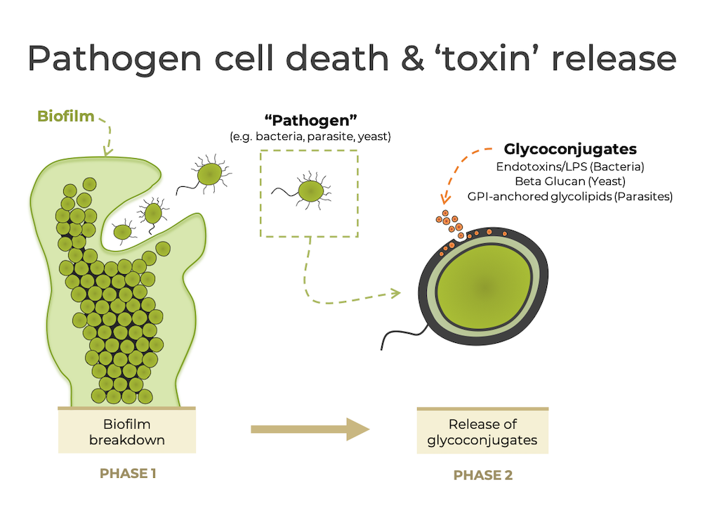 Pathogen & Parasite Die-Off Symptoms: How to manage detox side-effects