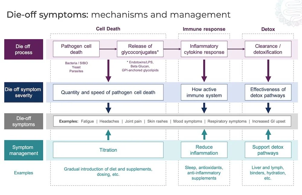 Pathogen & Parasite Die-Off Symptoms: How to manage detox side-effects