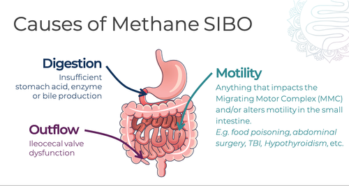 Methane SIBO Treatment & Natural Protocols (2025 Guide)