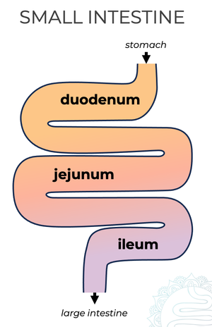 SIBO Breath Testing Guide: Preparation, Testing and Interpretation